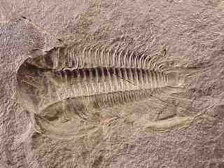 Fossielen :: evolutie